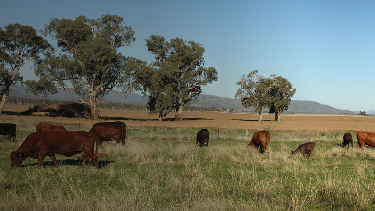 21st Century Meats • Premium Butcher in Rutherford, NSW